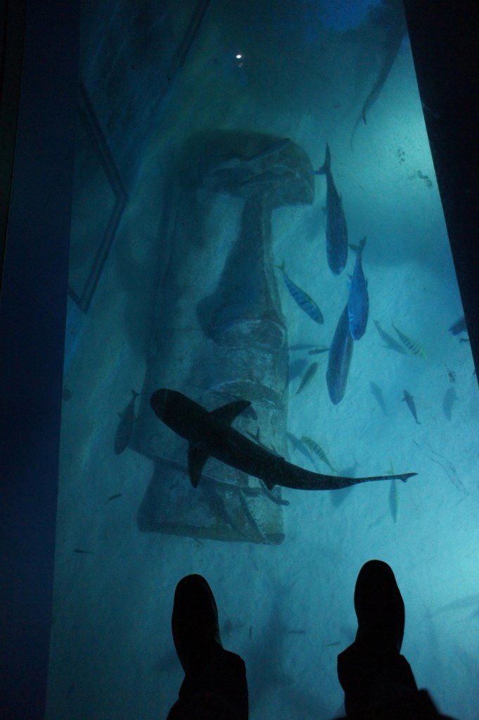 Shark Reef Encounter